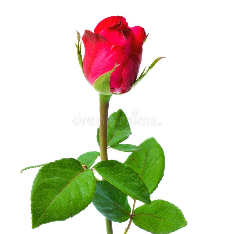 Single Beautiful Red Rose Isolated on White Background Stock Photo ...
