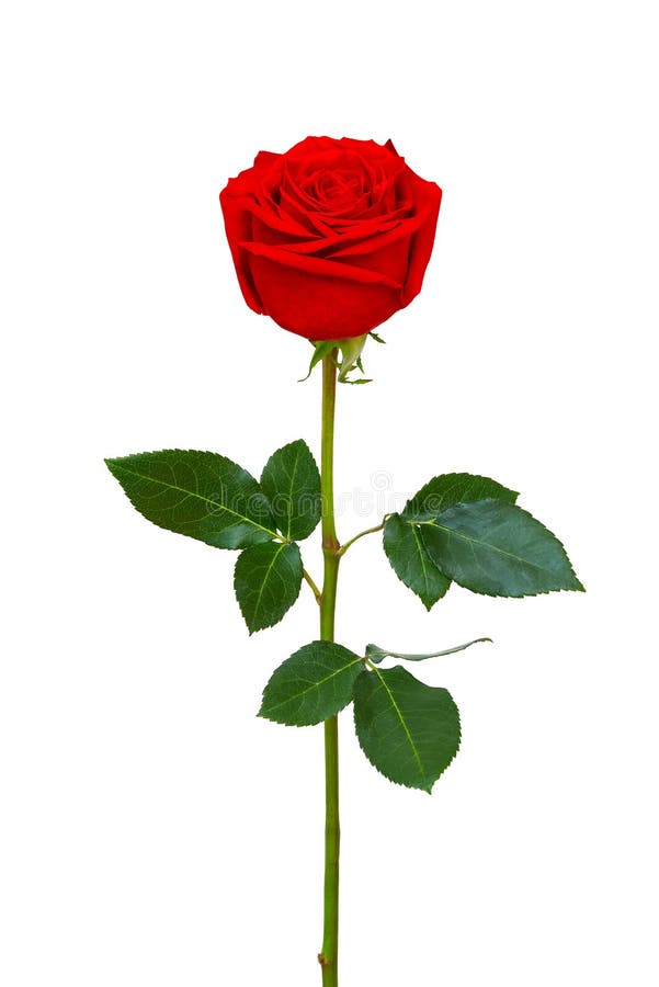 Single Beautiful Red Rose on a White Background Stock Image - Image of ...