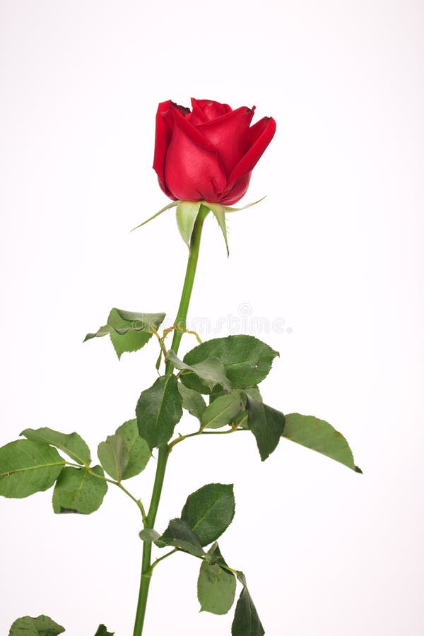 Single Beautiful Red Rose on White Stock Image - Image of bouquet ...