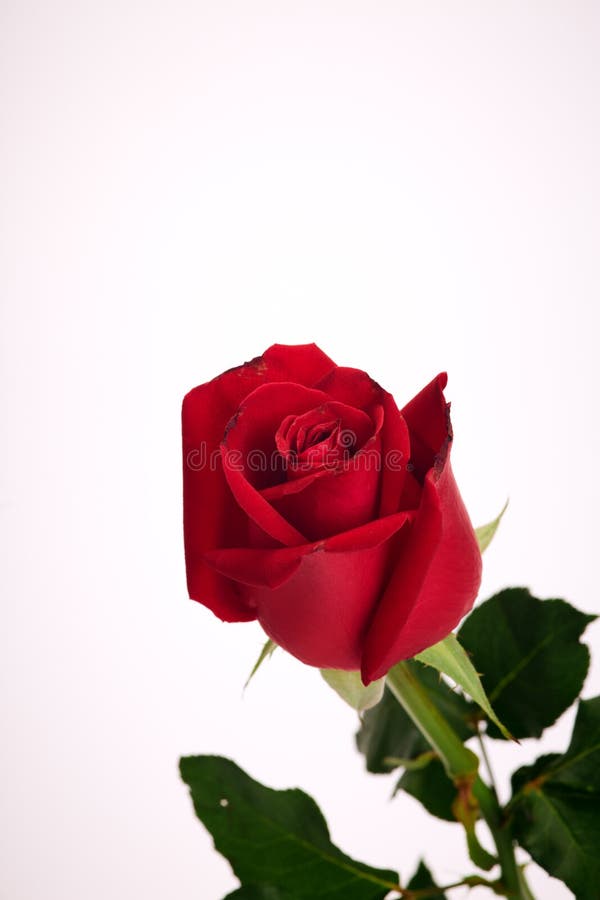 Single Beautiful Red Rose On White Stock Image - Image of holiday ...
