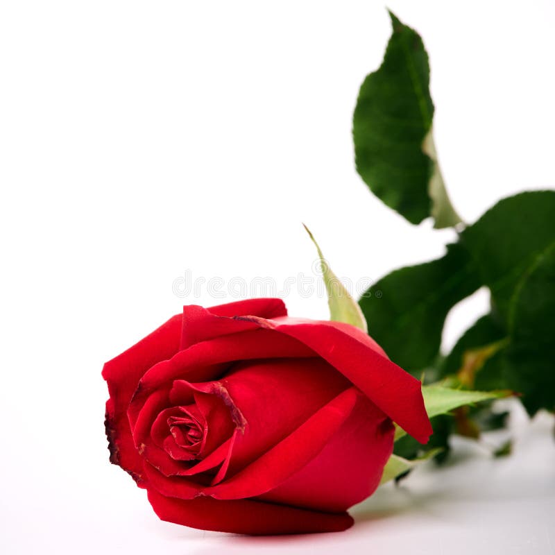Single Beautiful Red Rose on White Stock Image - Image of birthday ...