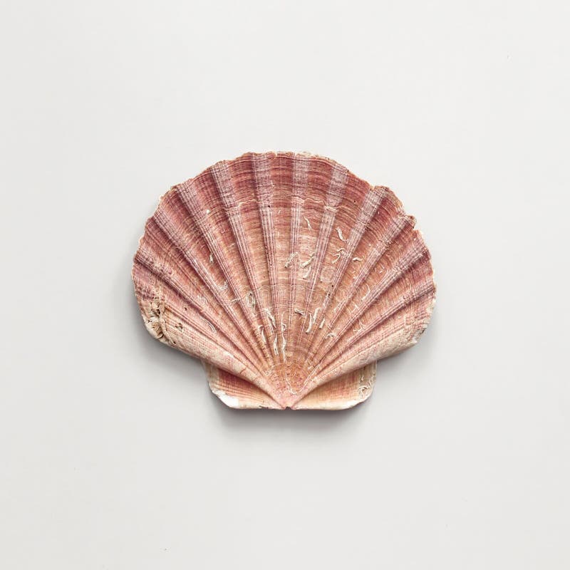 Single Beautiful Seashell on a White Background Stock Photo - Image of ...
