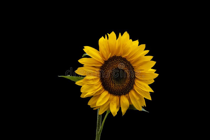 Single Beautiful Sunflower with Leaves Isolated on a Black Background ...