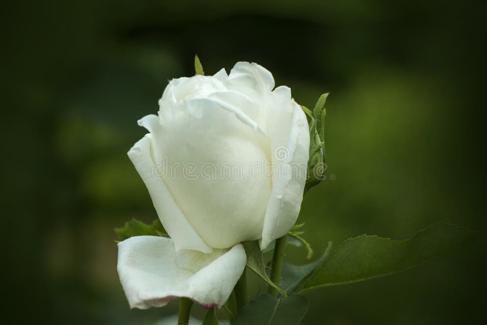 Single Beautiful White Rose Stock Image - Image of card, bloom: 72078891