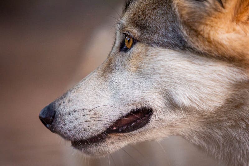 Single Beautiful Wild Wolf Outdoors at Summer Day Stock Photo - Image ...