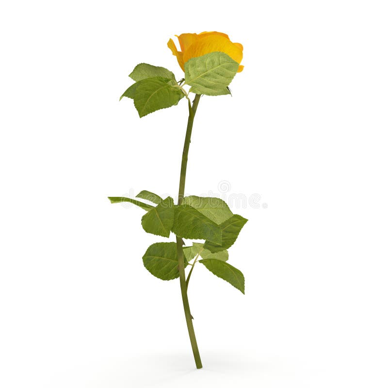 Single Yellow Roses Stock Illustrations – 694 Single Yellow Roses Stock ...