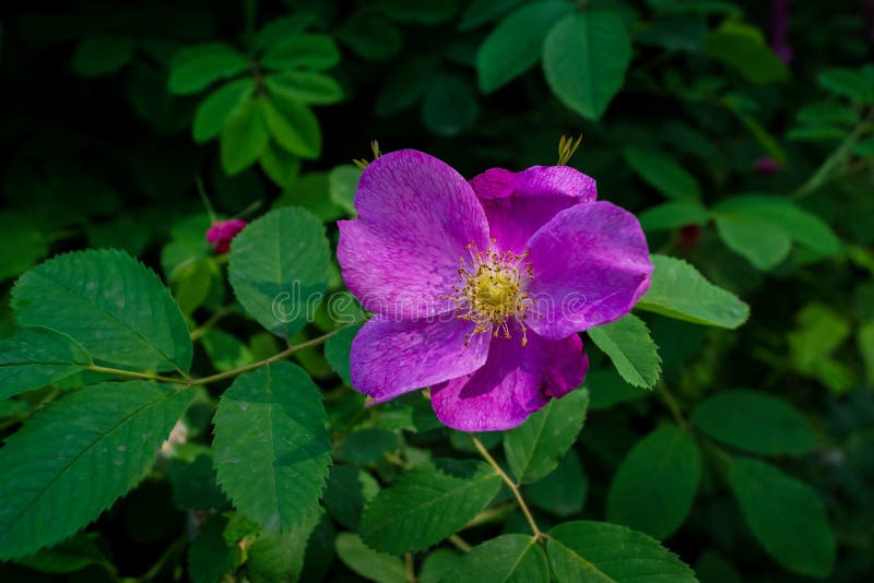 Single beautifull Flower stock image. Image of close - 152050821