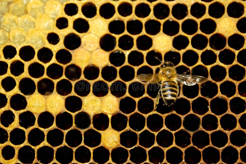 Single bee stock photo. Image of honeycomb, animals, effort - 15566936