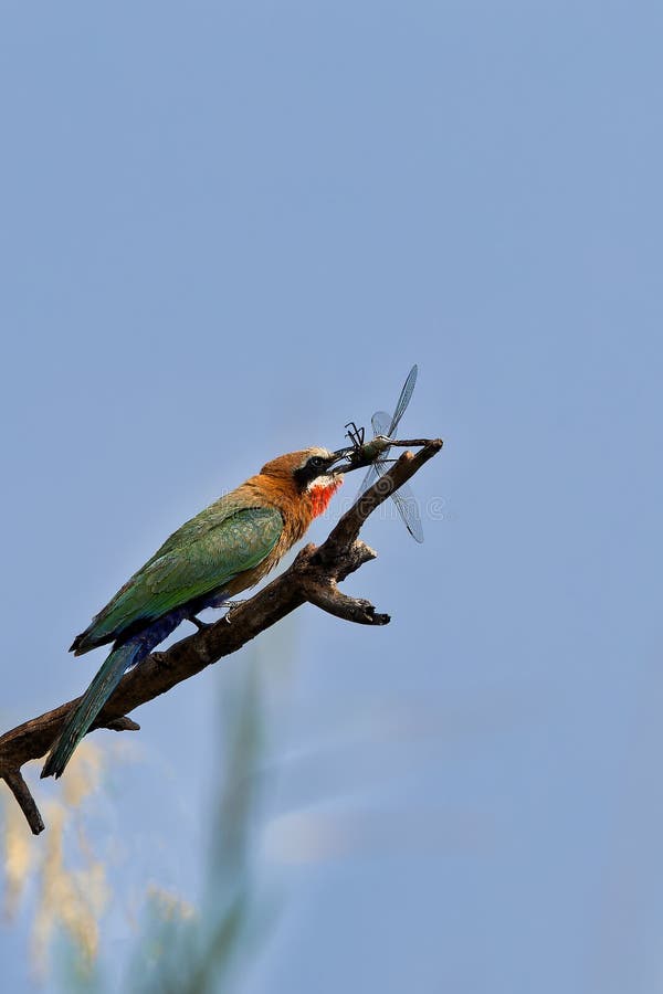 Bee Eater Sitting on a Branch on Blue Sky Stock Image - Image of ...