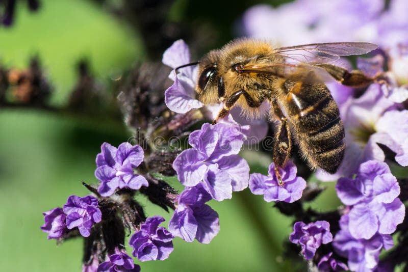 A Single Bee on a Flower in Summer. Stock Photo - Image of colorful ...