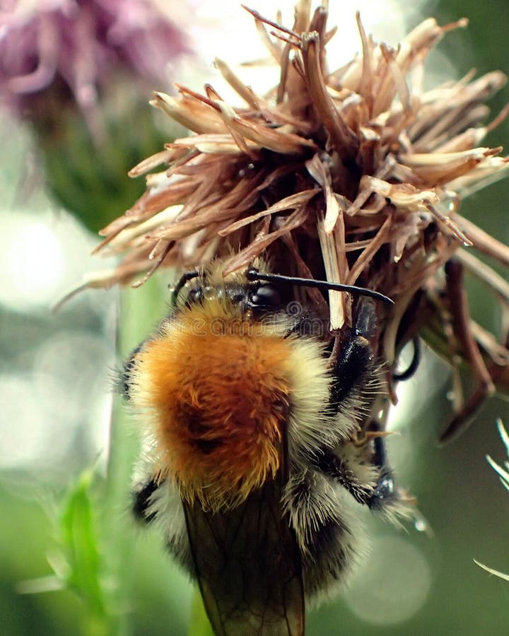 Asian Giant Hornet Honey Bee Stock Photos - Free & Royalty-Free Stock ...