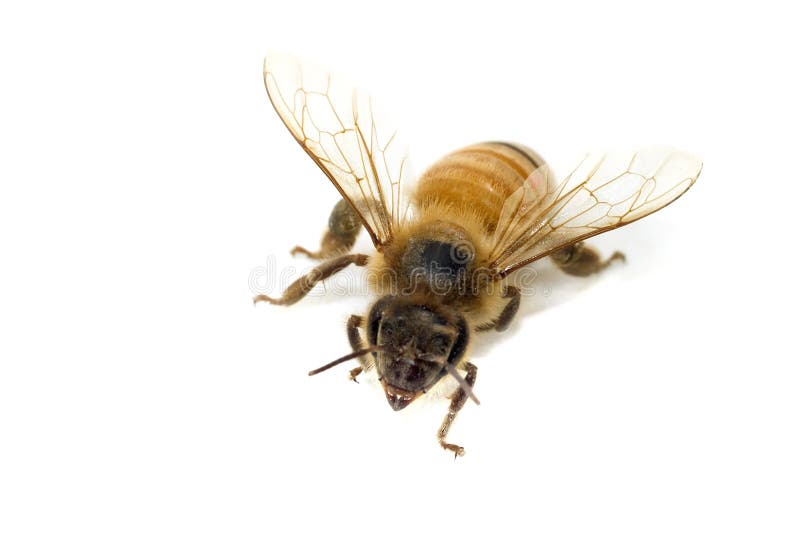 Bee or Honeybee or Honey Bee Isolated on the White Stock Image - Image ...