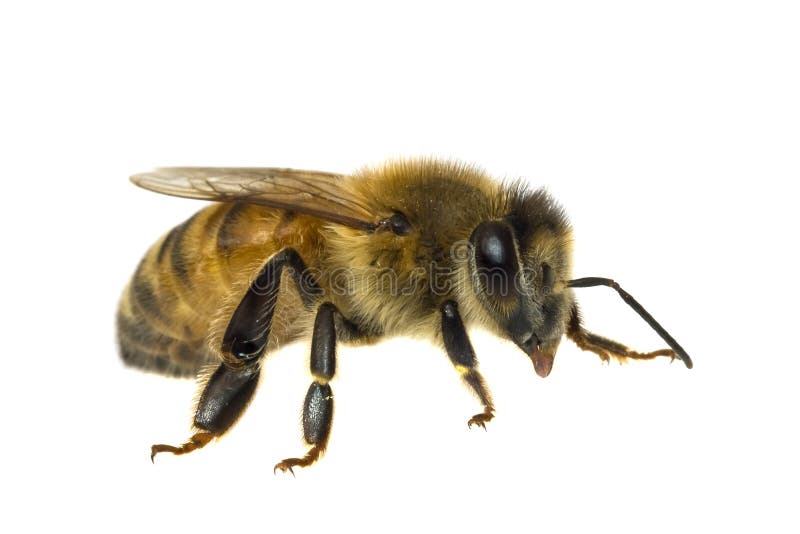 Single Bee Isolated on White Stock Photo - Image of feeler, detailed ...