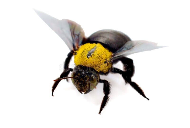 Single Bee Isolated on White. Sucking, Golden. Stock Image - Image of ...