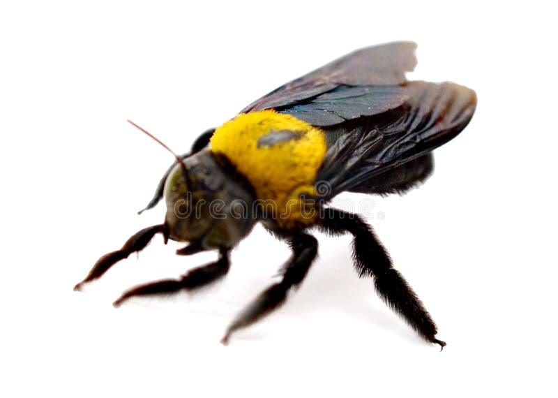 Single Bee Isolated on White. Sucking, Golden. Stock Image - Image of ...