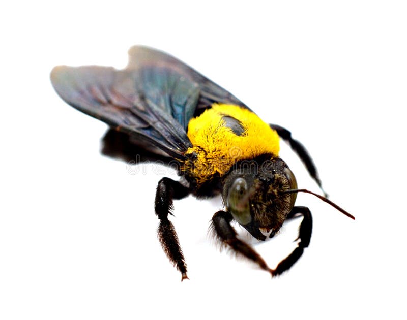 Single Bee Isolated on White. Stock Image - Image of brown, macro ...