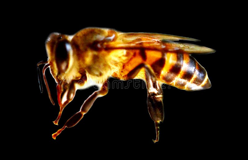 Single Bee Isolated on White. Stock Image - Image of magnification ...