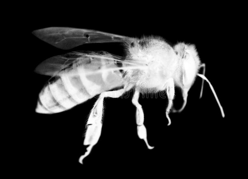 Single Bee Isolated on White. Stock Image - Image of brown, macro ...