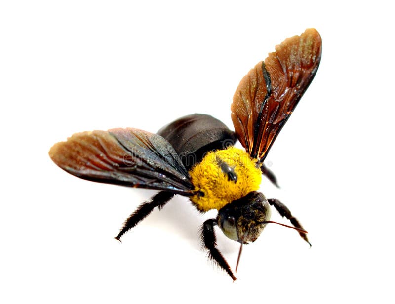 Single Bee Isolated on White. Stock Image - Image of body, brown: 190395389