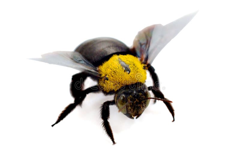 Single Bee Isolated on White. Stock Photo - Image of closeup, close ...