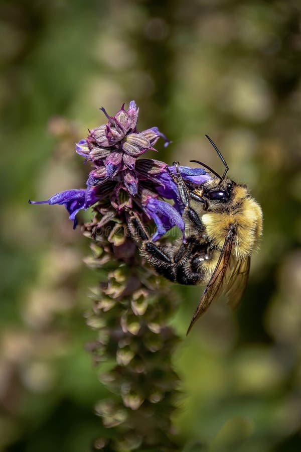 Single Bee Perched on a Flower, with Its Wings Spread Open. Stock Image ...