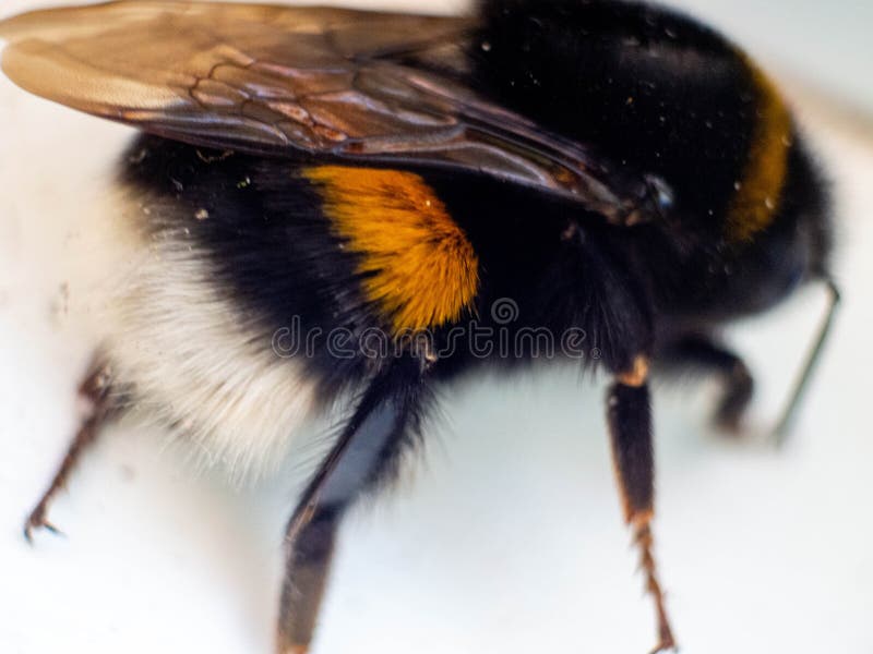 Single Bee Pictured from Above, Macro, Selective Focus Stock Photo ...