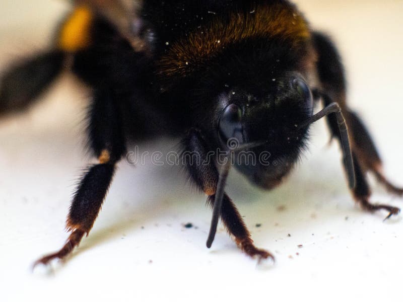 Single Bee Pictured from Above, Macro, Selective Focus Stock Image ...