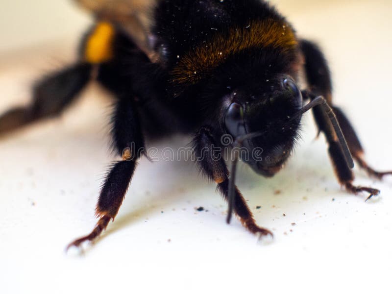 Single Bee Pictured from Above, Macro, Selective Focus Stock Image ...