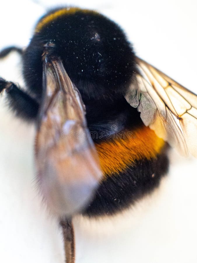 Single Bee Pictured from Above, Macro, Selective Focus Stock Image ...