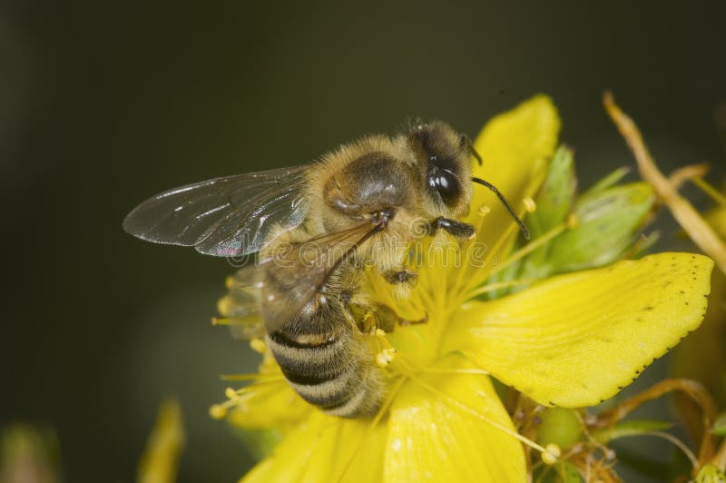 Single Bee on Yellow Flower Stock Photo - Image of makro, tenstaub ...