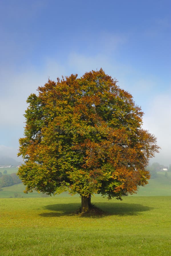 Single Beech Tree - Free Photo from StockFreeImages