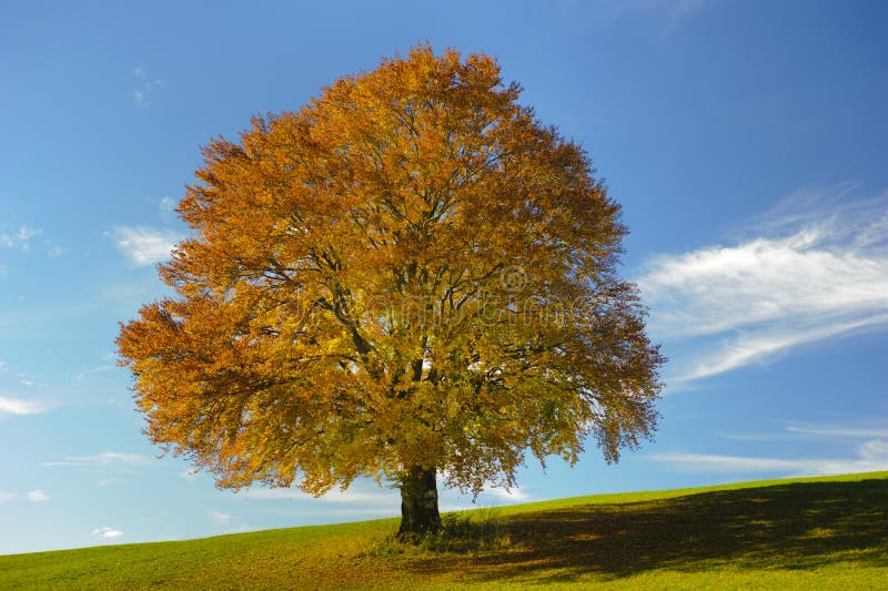 Single beech tree at fall stock photo. Image of nature - 35266672