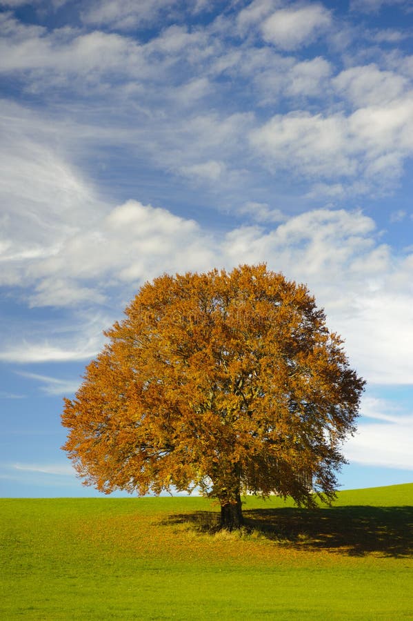 Single beech tree at fall stock photo. Image of nature - 35266672