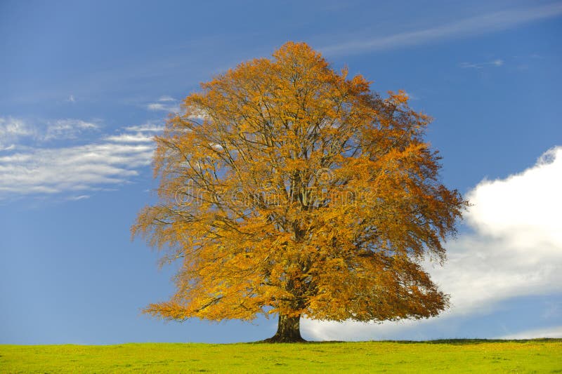Single beech tree at fall stock photo. Image of grass - 36062974