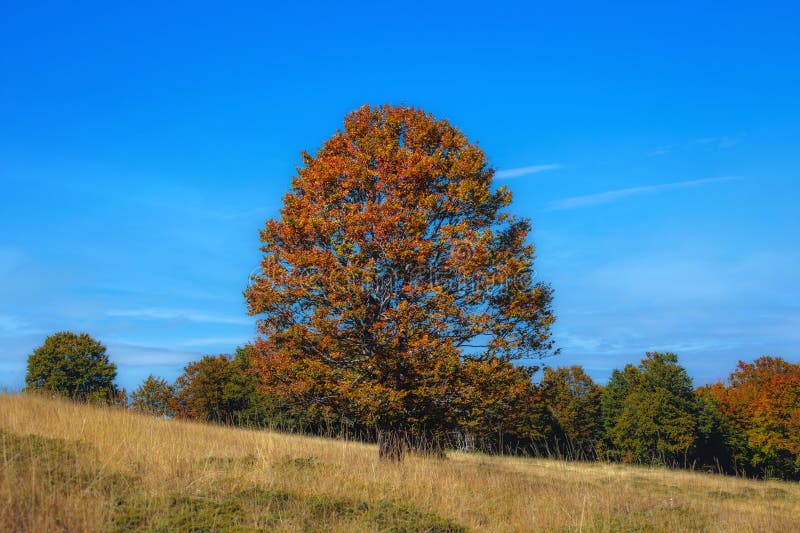 Single beech tree at fall stock photo. Image of nature - 35266672