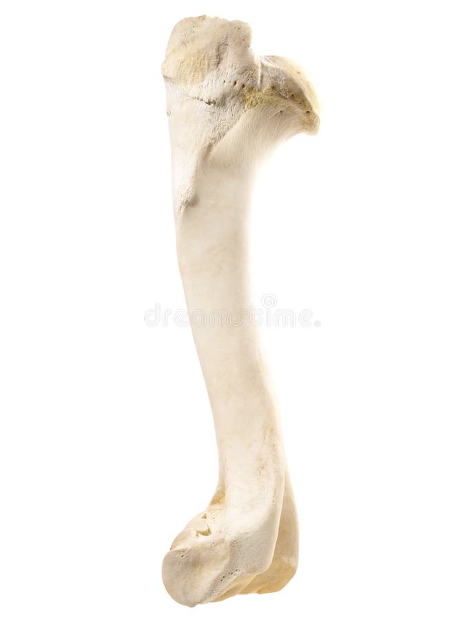 Single Beef Bone Isolated on White Background Stock Image - Image of ...