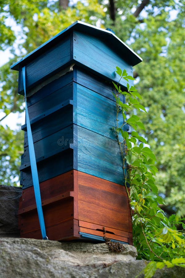 A Single Beehive with Bees Active Stock Photo - Image of swarm, frame ...