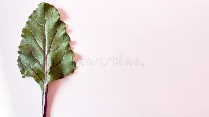 Single Beet Leaf on White Background Stock Image - Image of purple ...