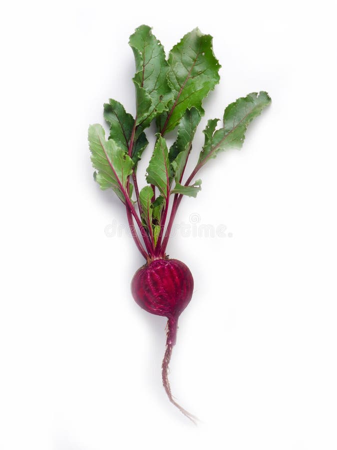 1,145 Single Beetroot Photos - Free & Royalty-Free Stock Photos from ...