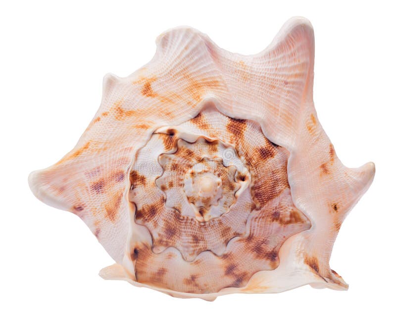 Single Shellfish on White Background. Stock Image - Image of yellow ...