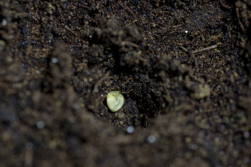 Single Bell Pepper Seed Capsicum Annuum in the Soil. Sweet Pepper Seed ...