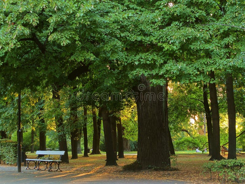 Single Bench Isolated in a Park with Dense Green Trees Stock Photo ...