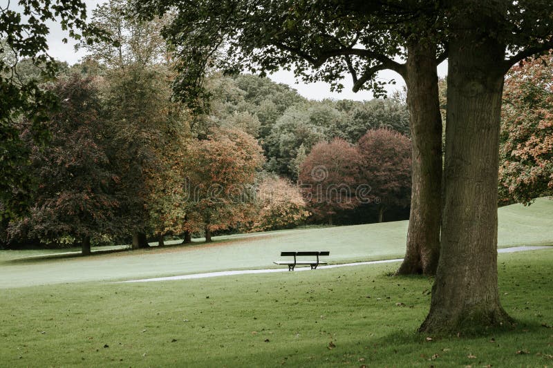 Single Bench in a Park Next To a Tree Stock Image - Image of chair ...