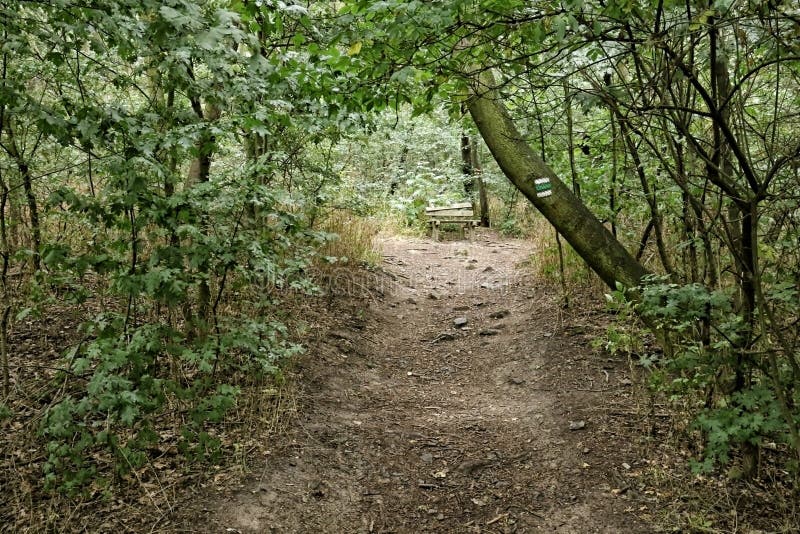Single Bench at the Path End between Trees Stock Image - Image of chair ...
