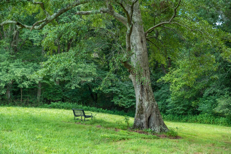 Bench under a shade tree stock image. Image of empty - 157691507