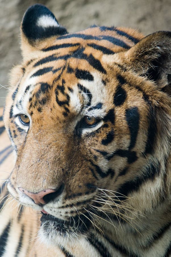 Single bengal tiger face stock image. Image of bengal - 12133195