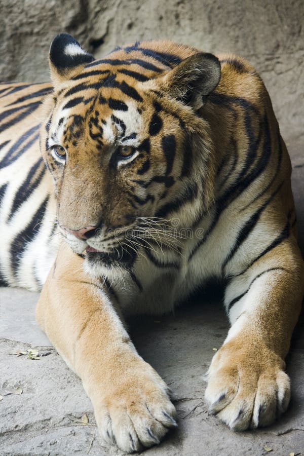 Single bengal tiger lying stock photo. Image of mammal - 12133196