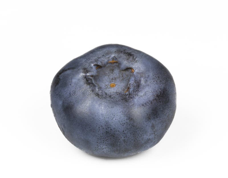 Single red berry stock photo. Image of plant, outside - 80787612