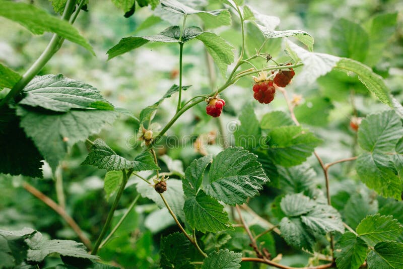 A Berry on a Raspberry Bush Stock Photo - Image of country, vertical ...