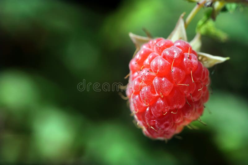 Single Berry of Raspberry, Close-up Stock Photo - Image of ripening ...